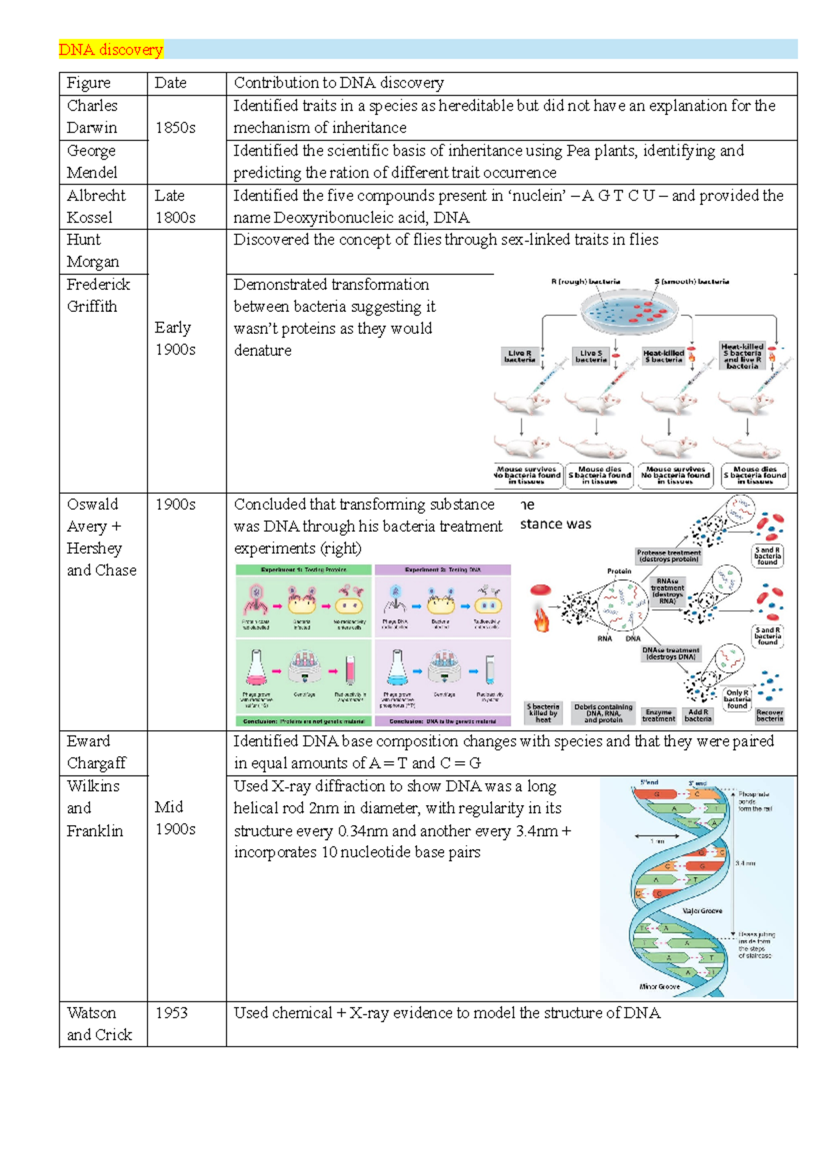 Biology 101: Comprehensive Notes on DNA, Genes, and Mutations - Studocu