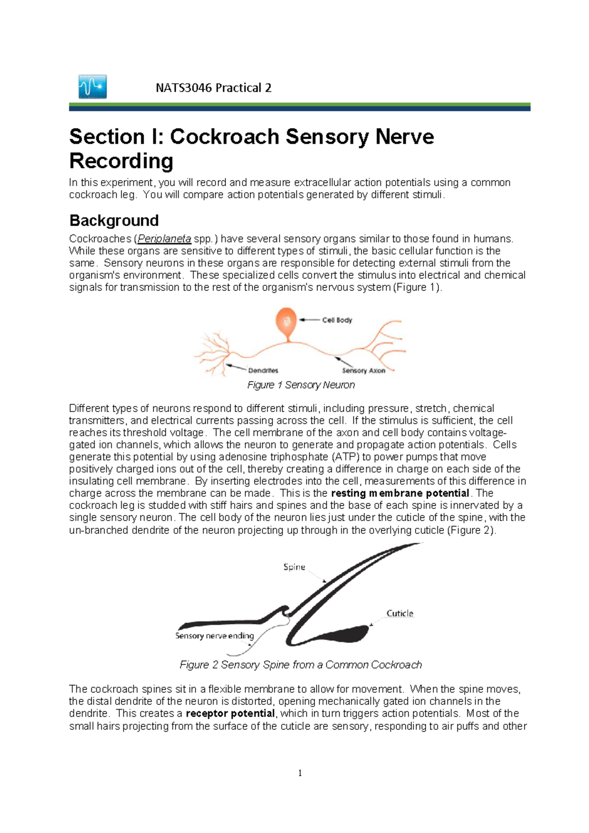 NATS3046 Practical 2: Cockroach Sensory Nerve Recording Notes - Studocu