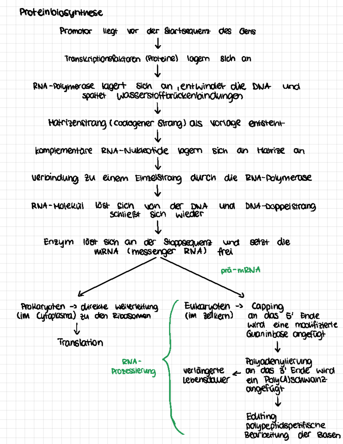 Proteinbiosynthese - Transkription und Translation (Biologie) - Studocu