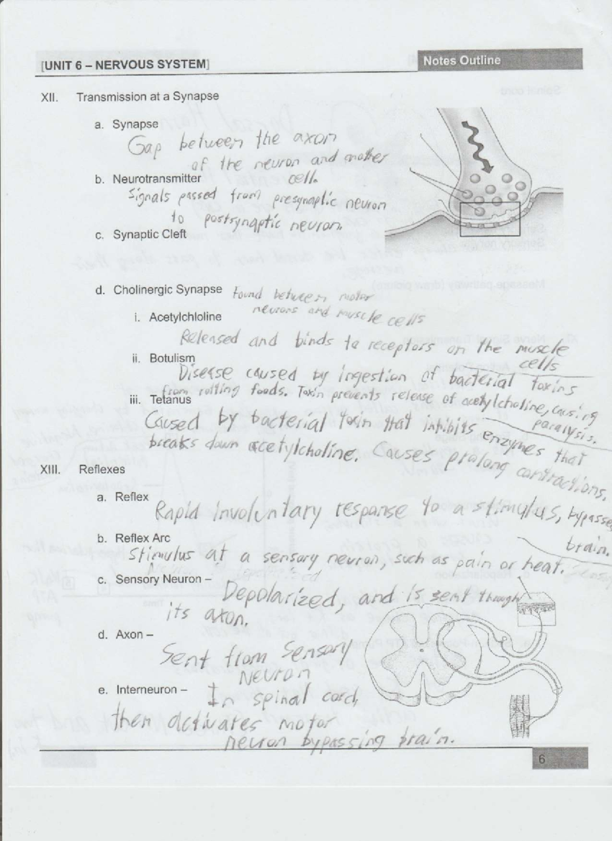 Nervous system notes: Transmission at a synapse and reflex arcs - Studocu