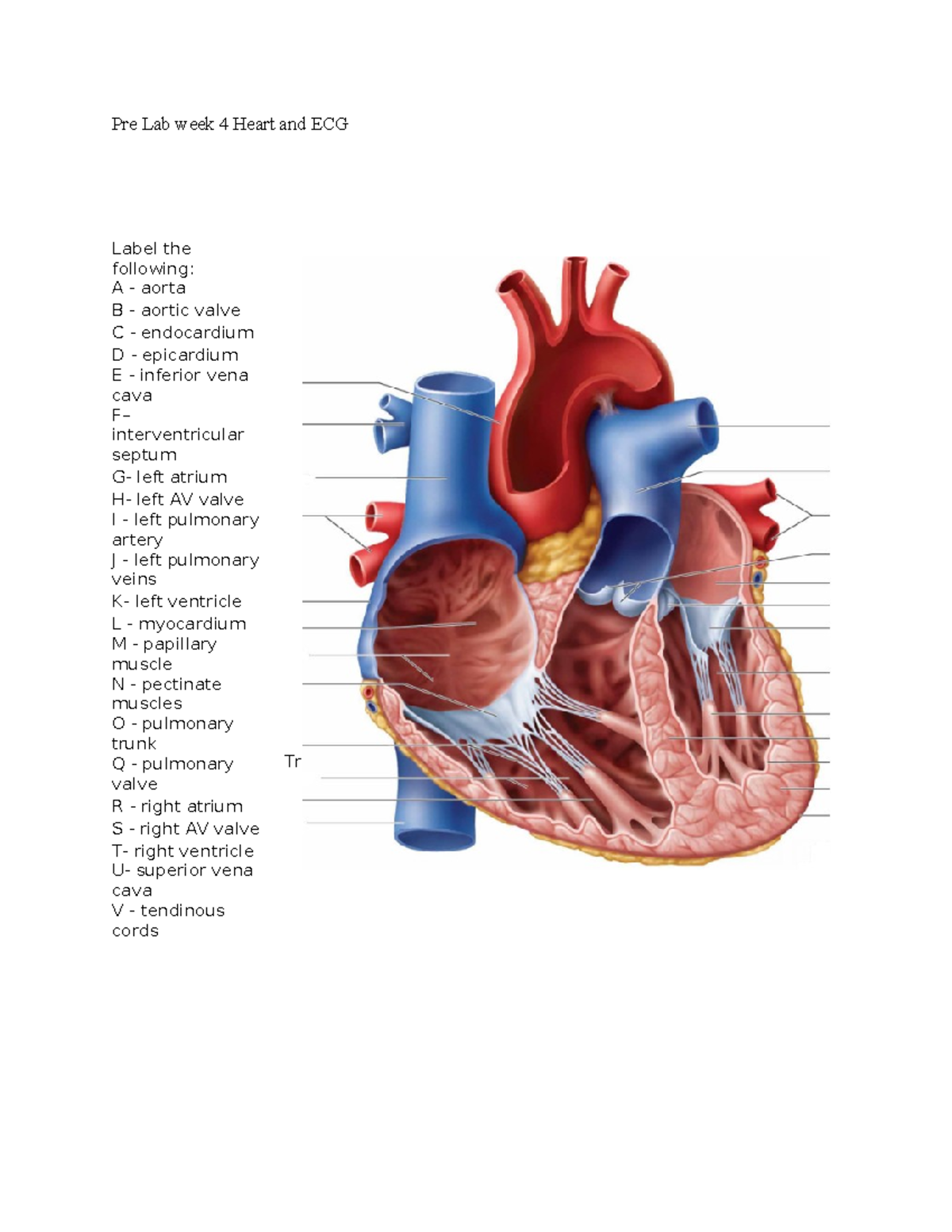 Pre Lab week 4 Heart and ECG - Label the following: A - aorta B ...