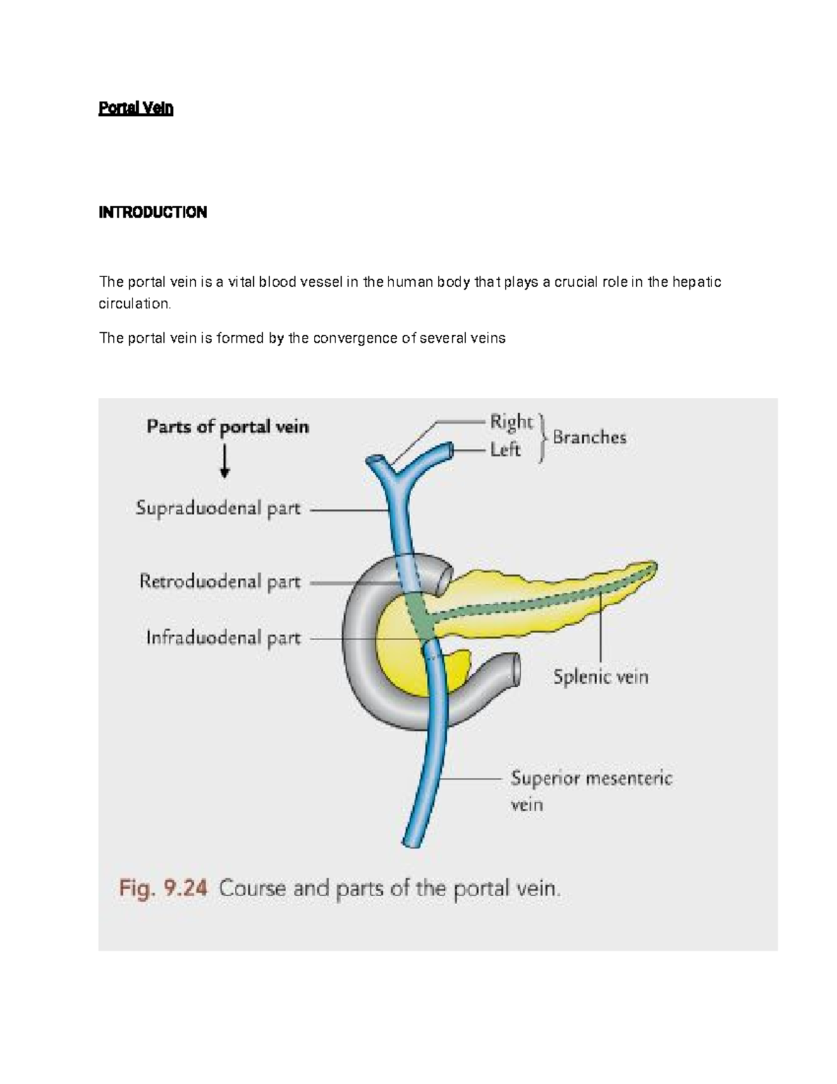 Portal Vein & Porto-Carval Anastomosis: Functions, Formation ...