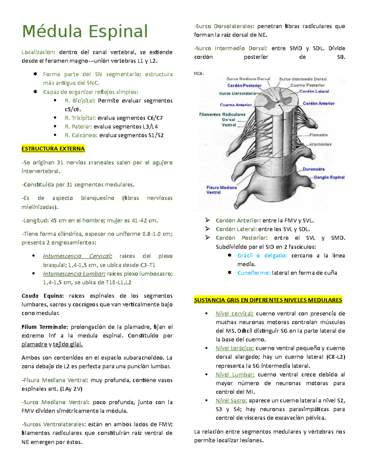 Médula espinal II parcial - Médula Espinal Localización: dentro del ...