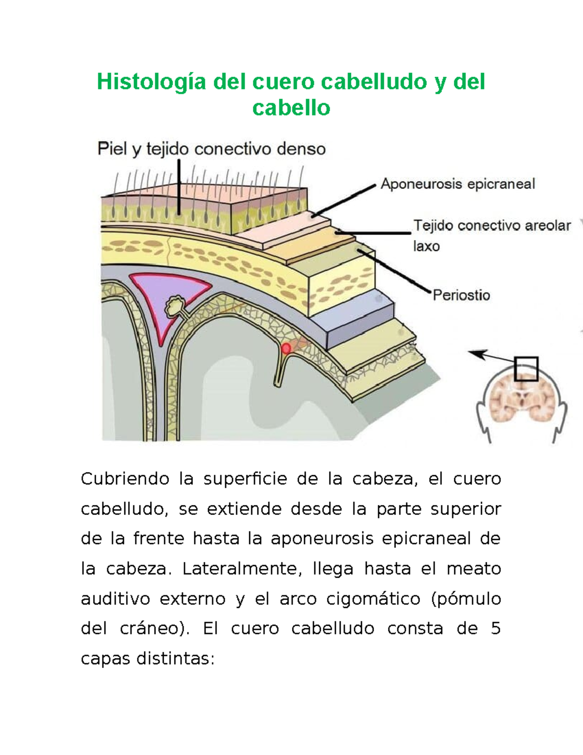 Histología del cuero cabelludo y el cabello: Estructura y Funciones ...