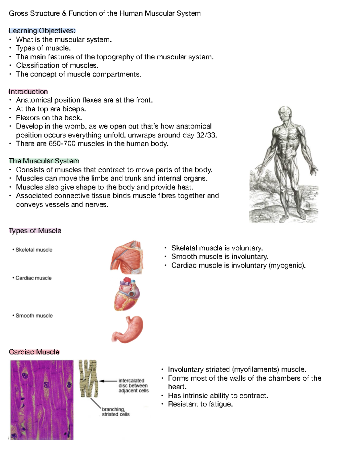 Human Muscular System Overview: Structure, Types & Functions - Studocu