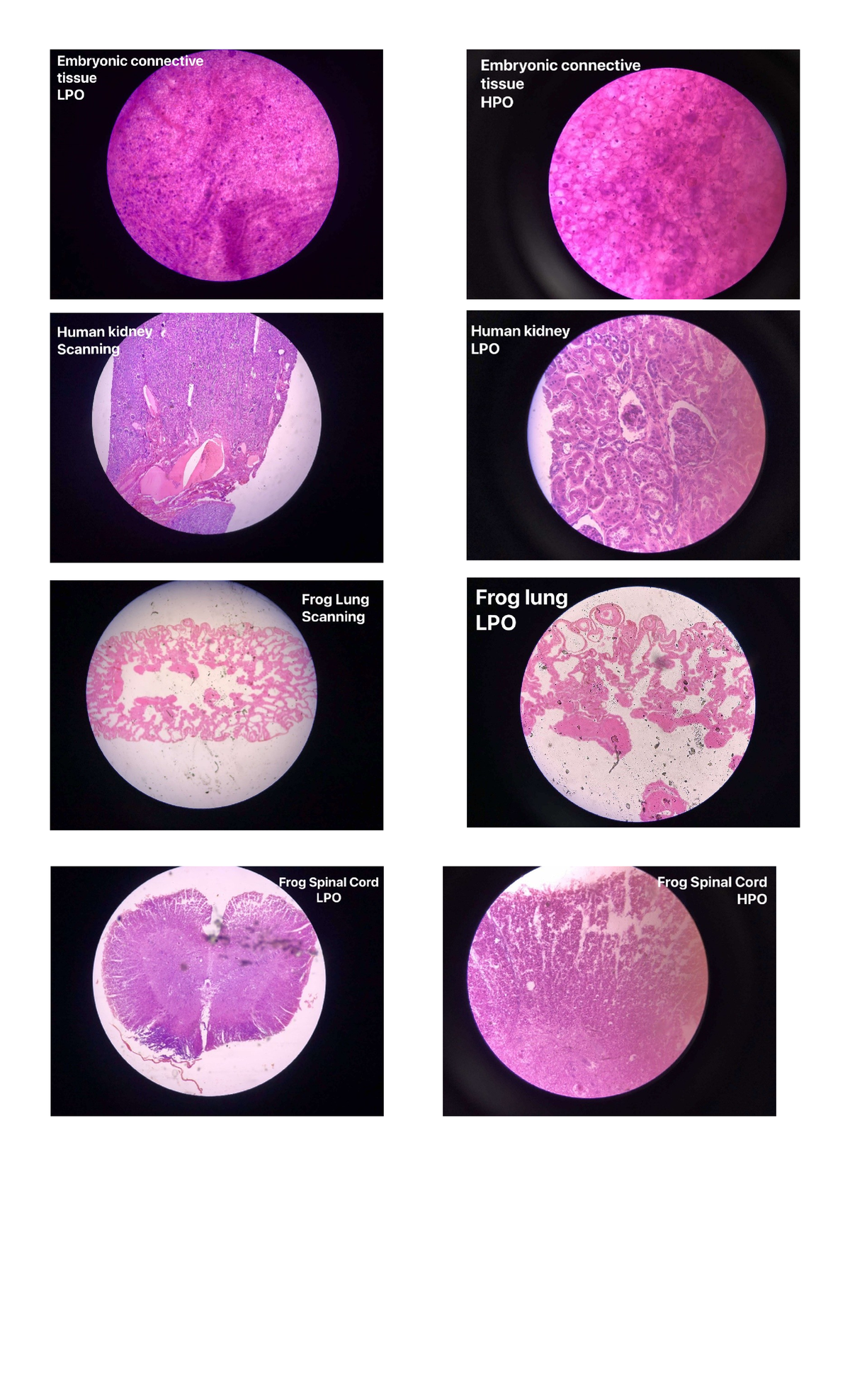 Tissue Examination under Microscope: Reviewer Notes & Images - Studocu