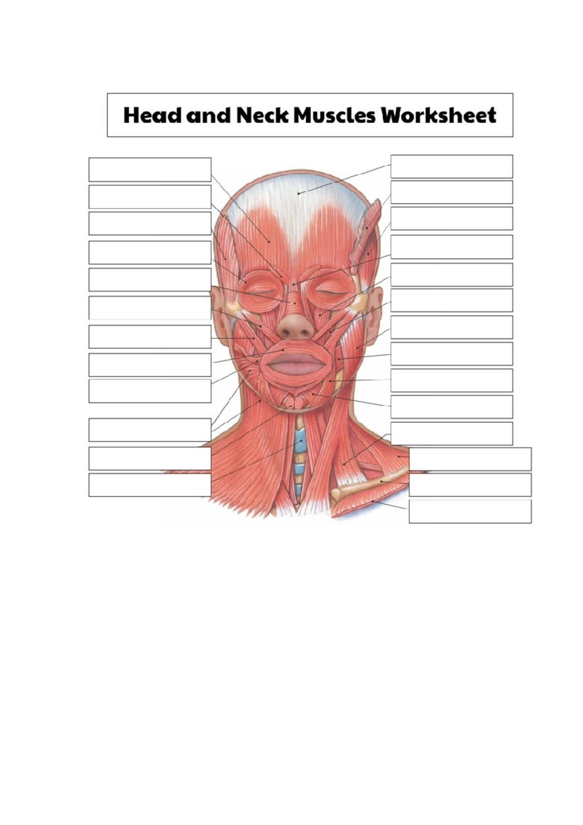 Head and neck muscles worksheet - 400868 - Studocu
