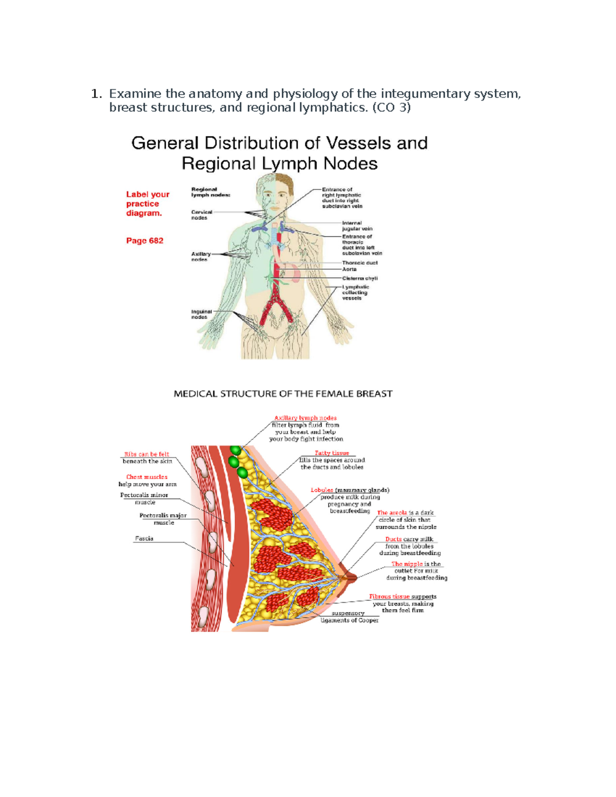 Ch11&19 - exam 2 - Examine the anatomy and physiology of the ...