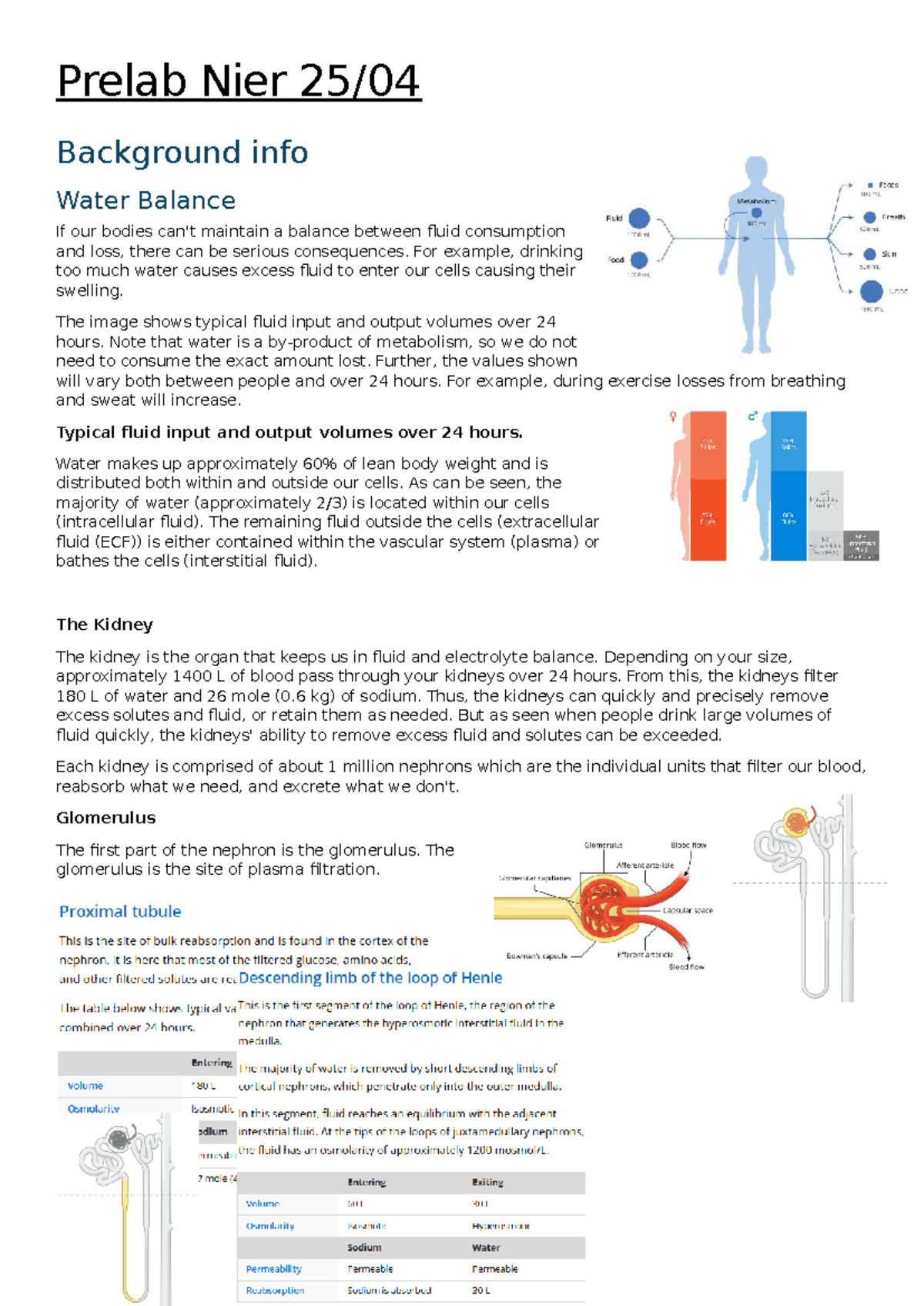 Prelab Nier: Understanding Water Balance and Kidney Function - Studocu