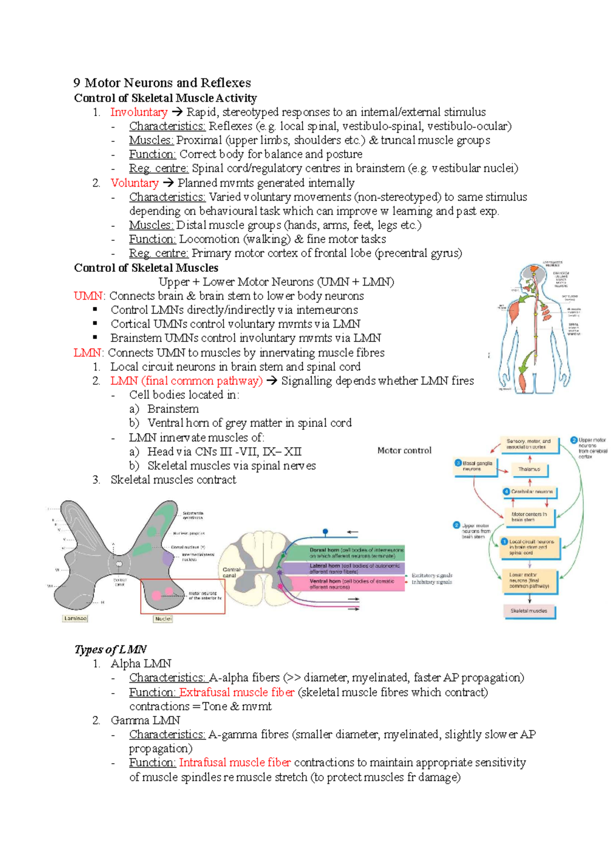 9 Motor Neurons and Reflexes: Control of Skeletal Muscle Activity - Studocu