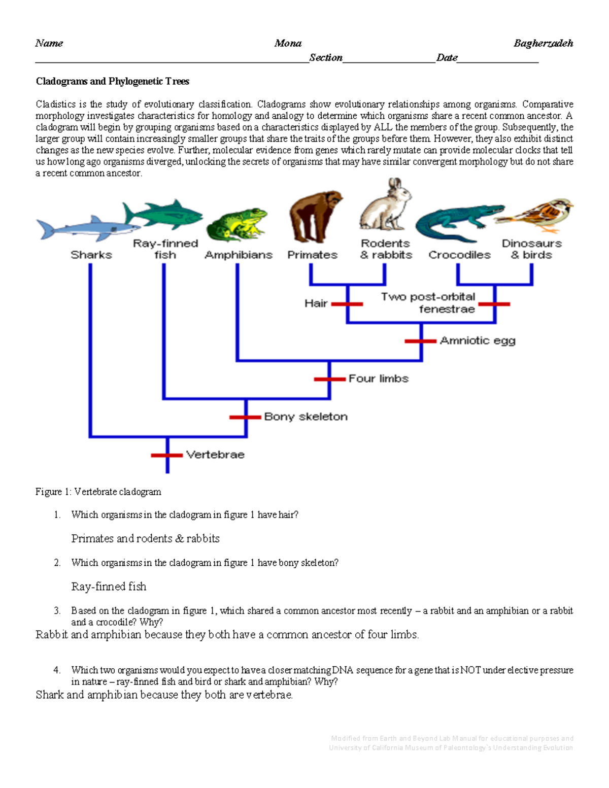 Cladograms only Bio2 - assignment - Modified from Earth and Beyond Lab ...