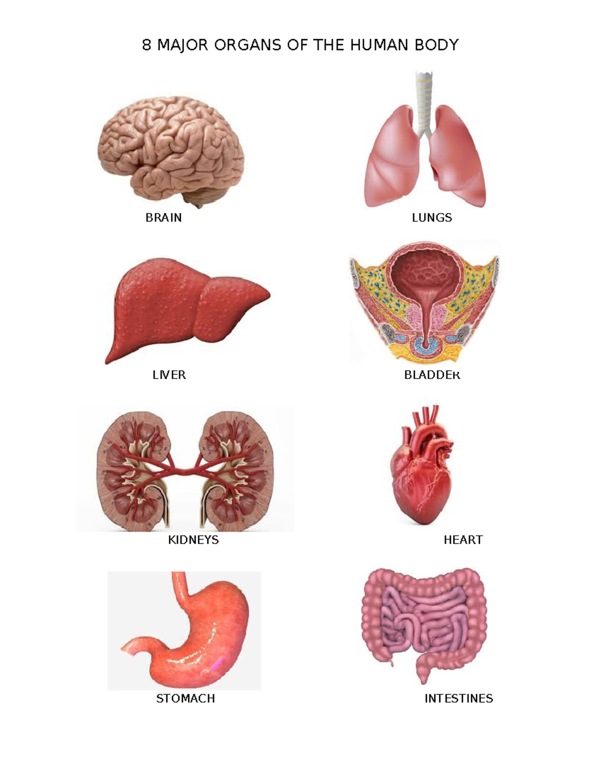 8 Major Organs OF THE Human BODY - e.g Commonwealth High School ...