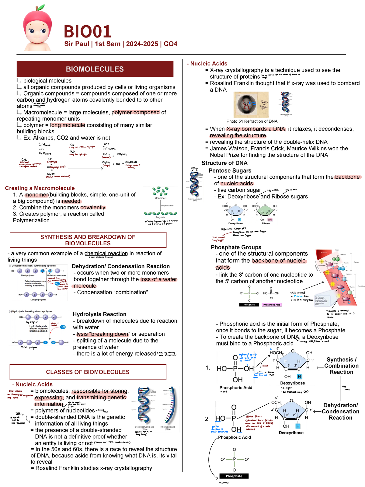 BIO02: Macromolecules & Energy Metabolism Study Notes - 1st Sem 2024 ...