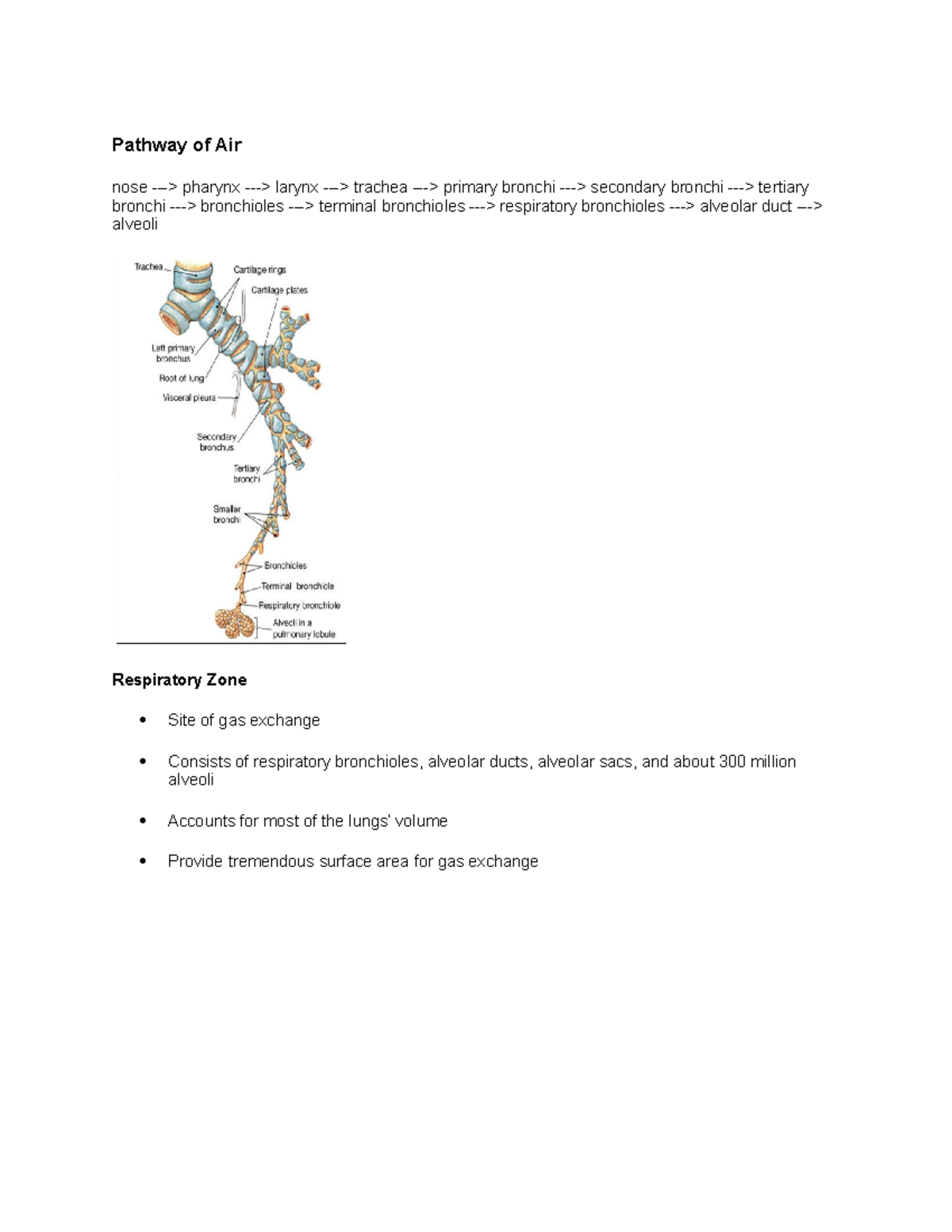 Respiration Processes and Pathway of Air in Biological Systems - Studocu