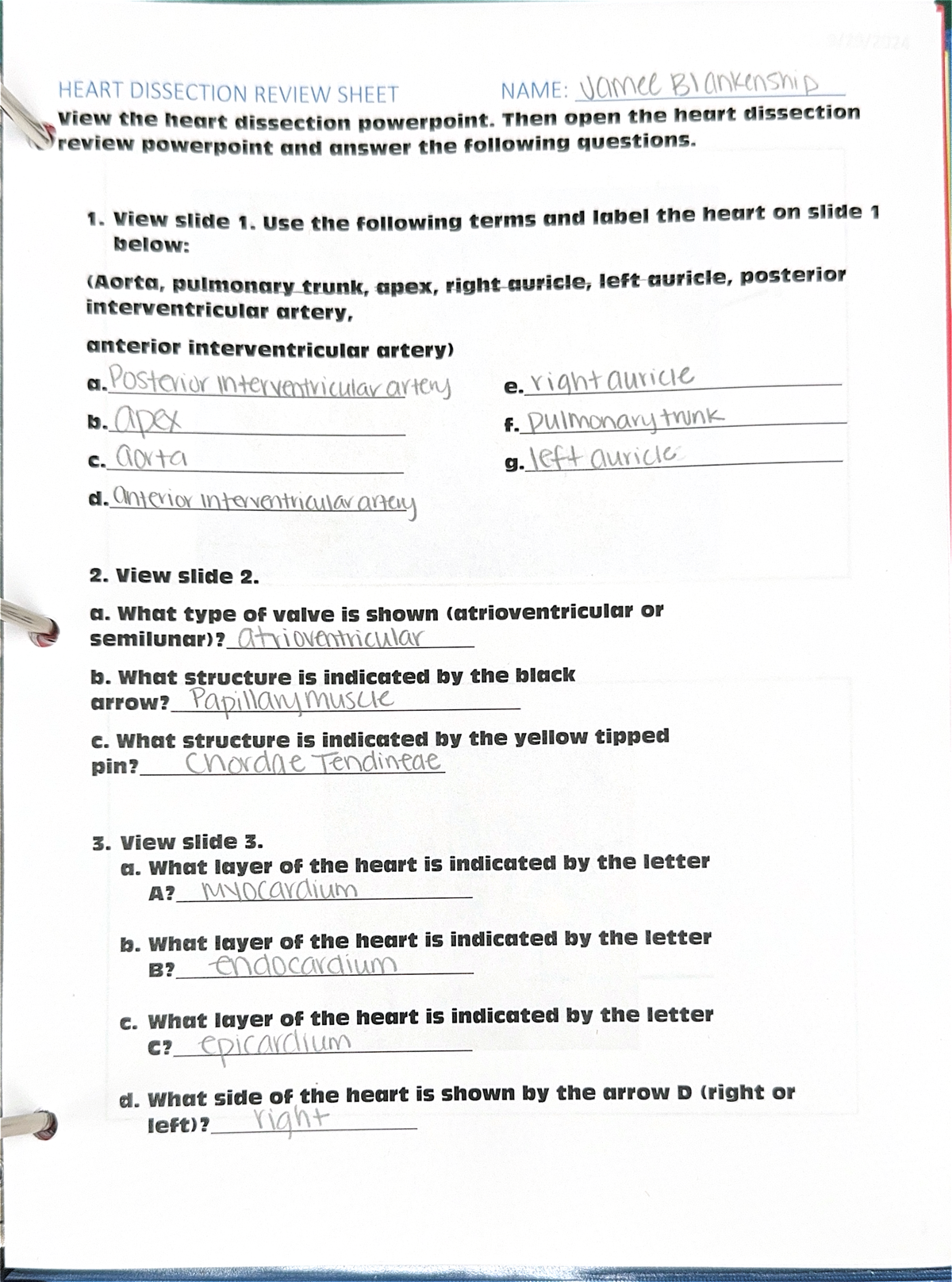 HEART 101: Heart Dissection Review Sheet for Vamee Blankenship - Studocu