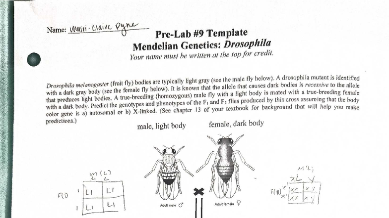 Pre Lab 9: Mendelian Genetics of Drosophila melanogaster - Studocu