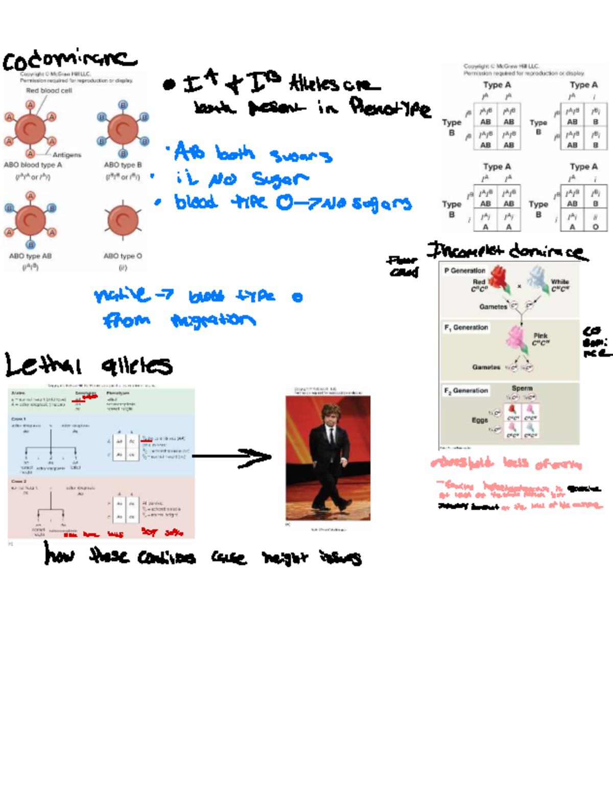 Final Exam Review Notes for Course XYZ101: Codominance and Incomplete ...