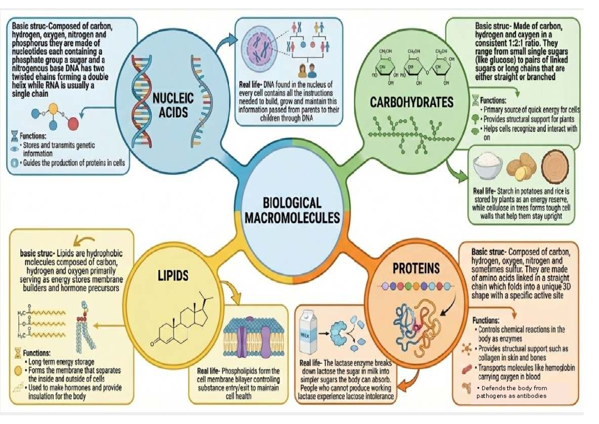 Biological Macromolecules: Structure and Functions in Cells - Studocu
