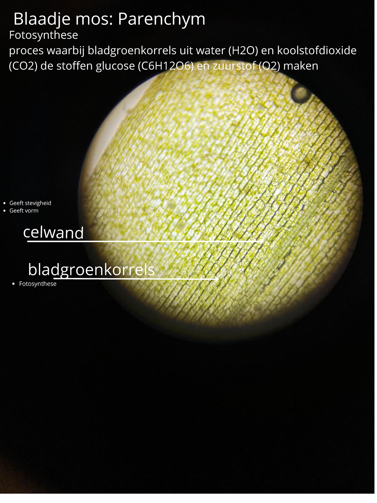 Biologie 101: Cell Structure and Function Notes on Celwand and ...