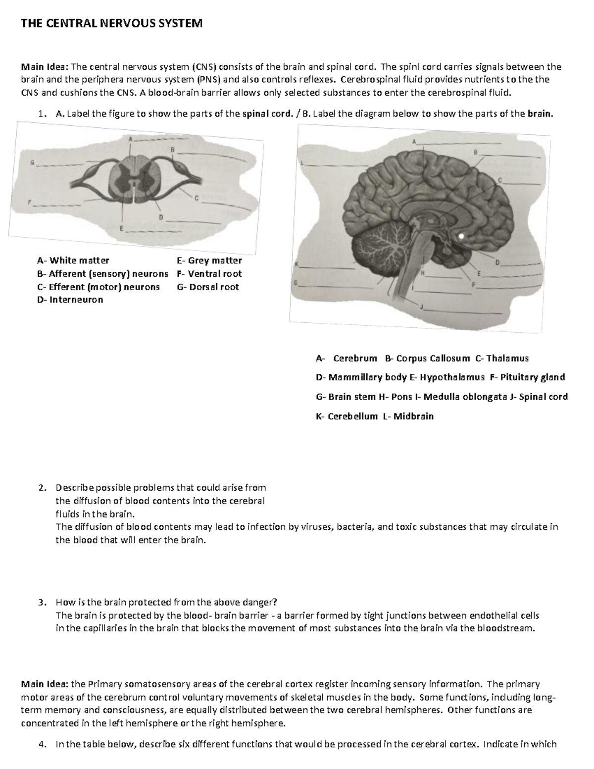Central and Peripheral Nervous systems - THE CENTRAL NERVOUS SYSTEM ...