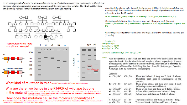 Biol 234 Cheat Sheet: Inheritance of Deafness and Coat Color Traits ...