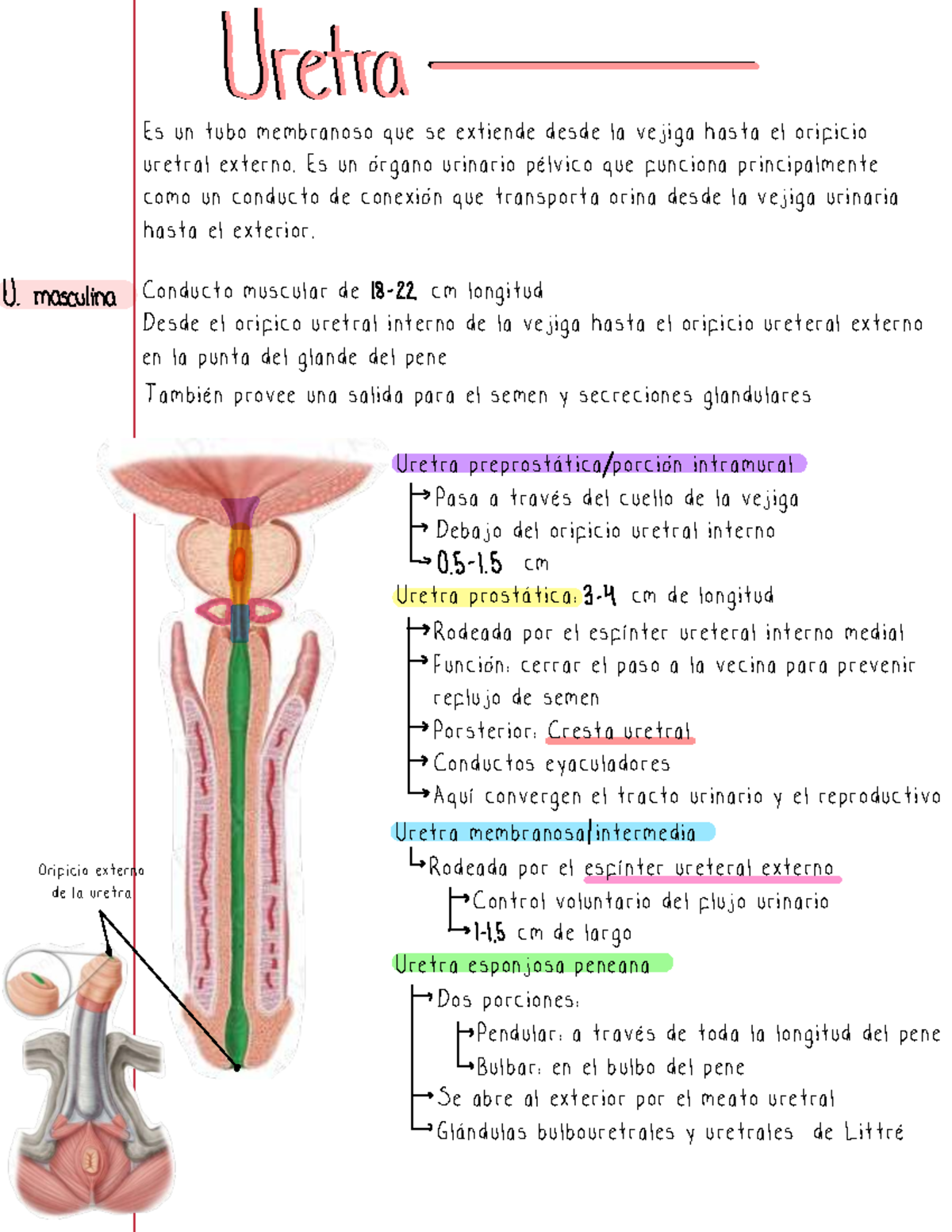 Anatomía De La Uretra Femenina