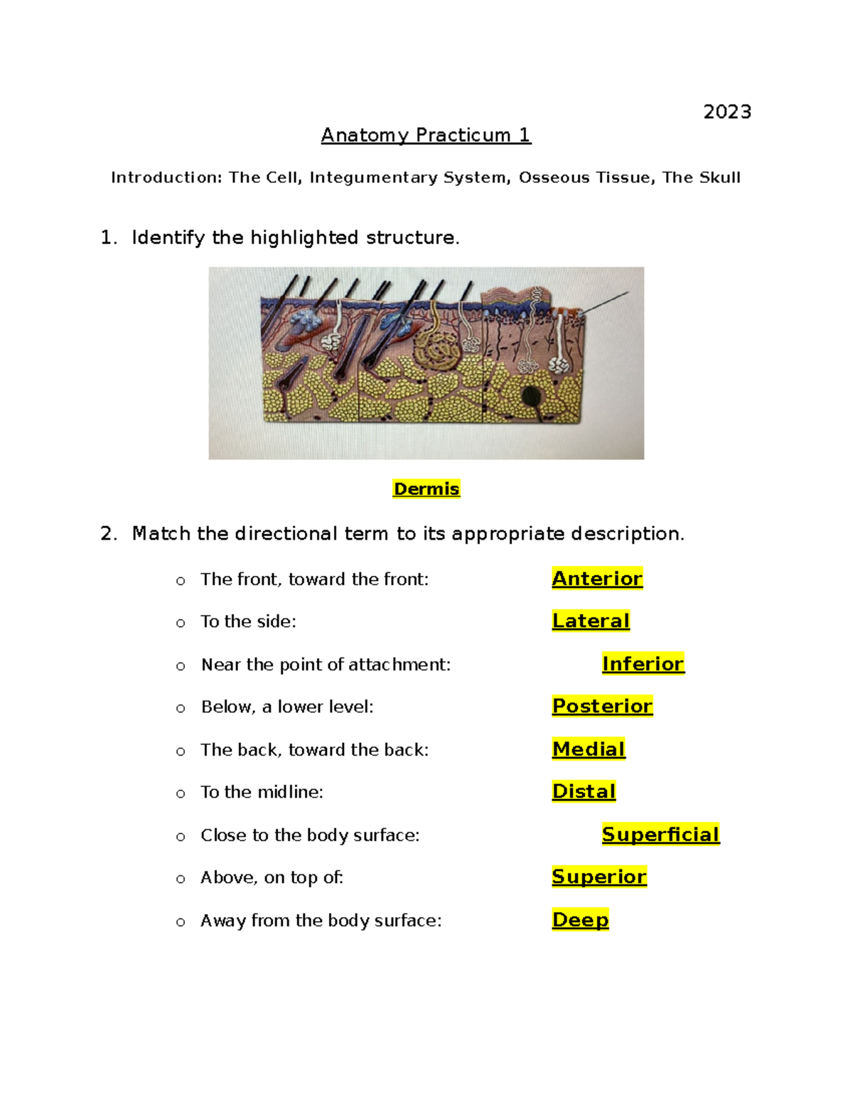 Anatomy Lab Practicum 1 Overview BSC 2085 L MDC 2023 - Studocu
