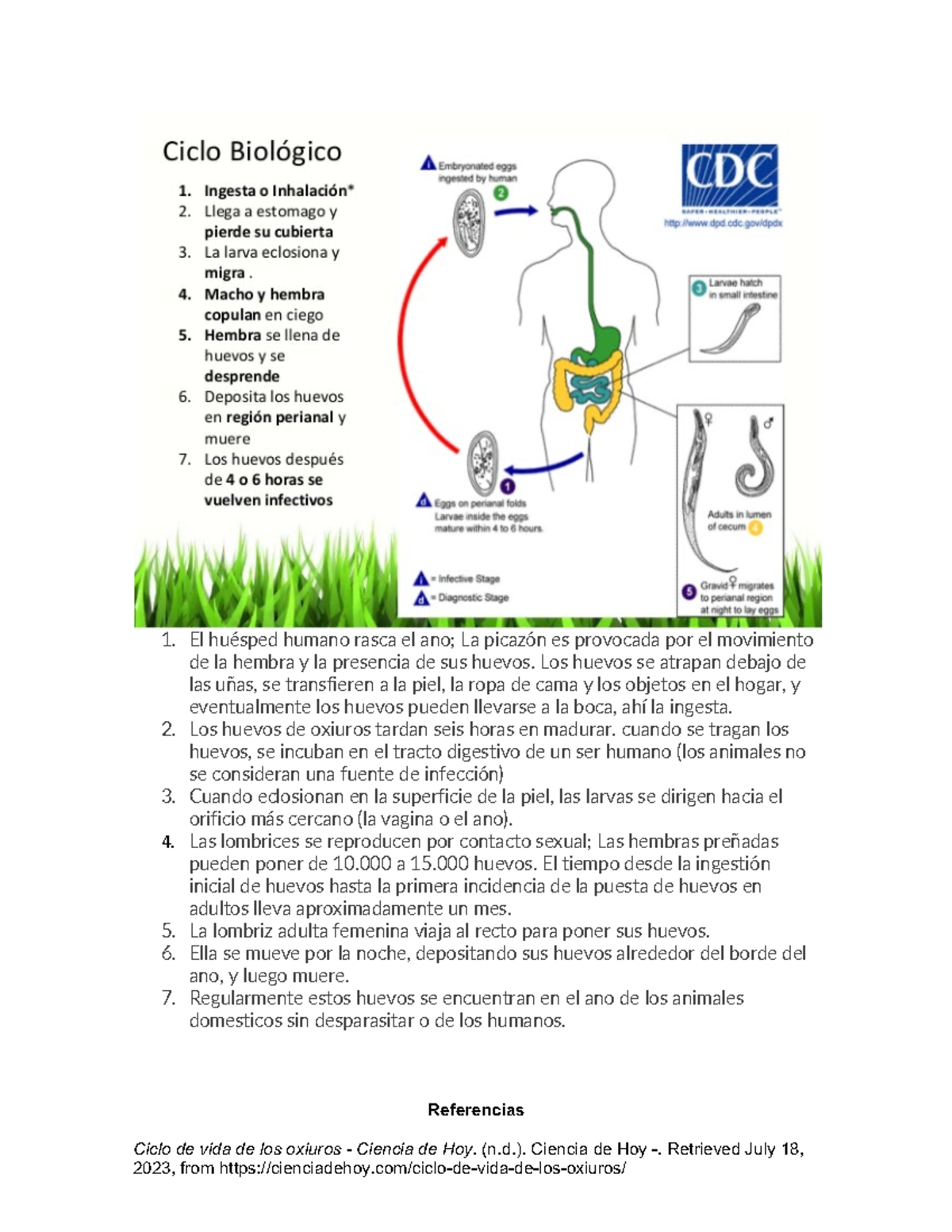 Ciclodeoxiuros: Ciclo Biológico de los Oxiuros y su Infección - Studocu