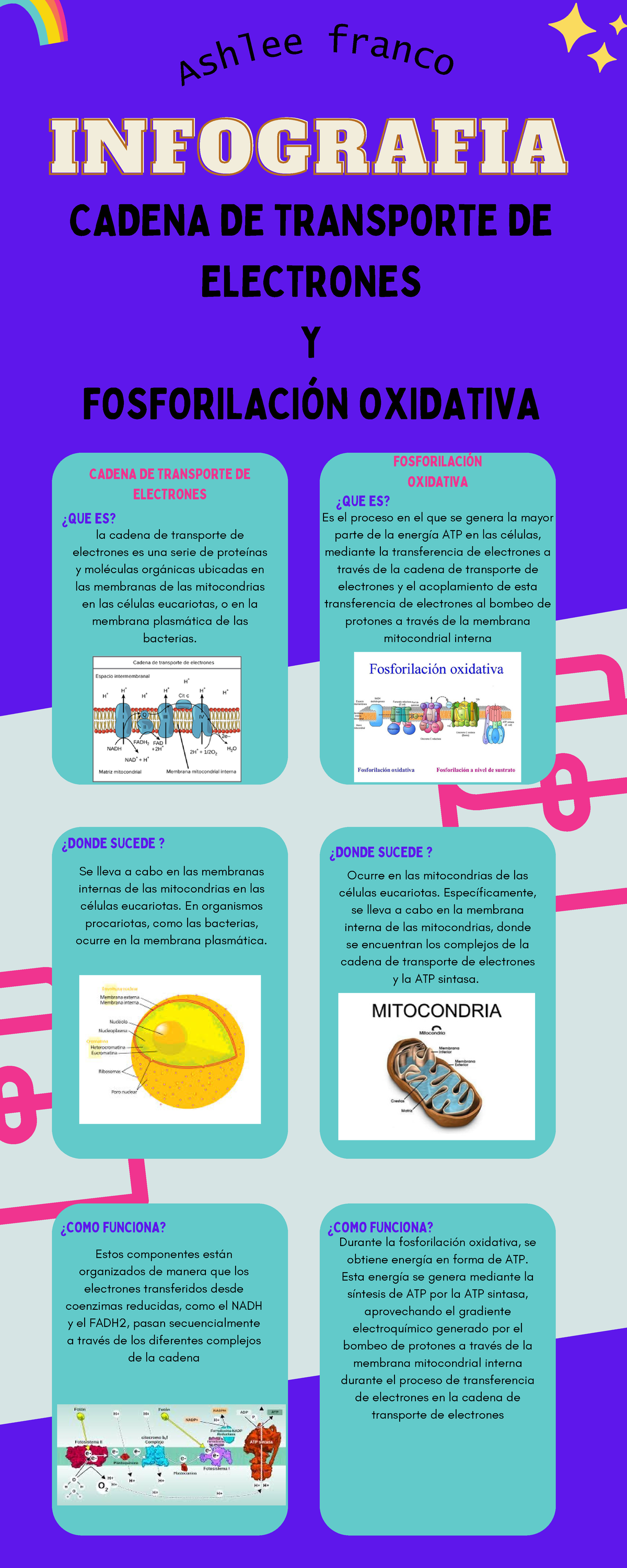 Complejos De Cadenas De Transporte De Electrones Fosforilación