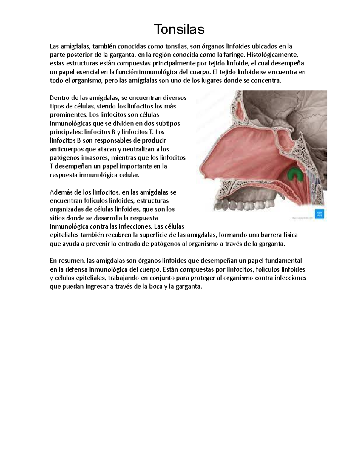 Amígdalas y Su Histología: Función Inmunológica y Estructura - Studocu