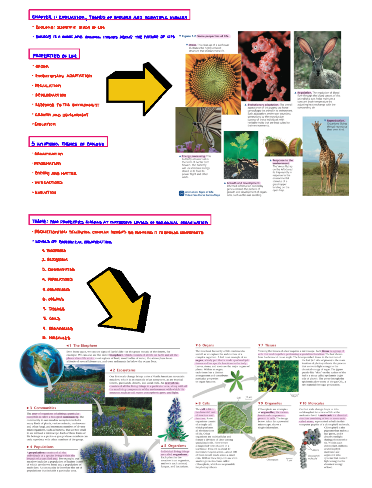 Chapter 1 Evolution, Themes of Biology & Scientific Inquiry - - Studocu