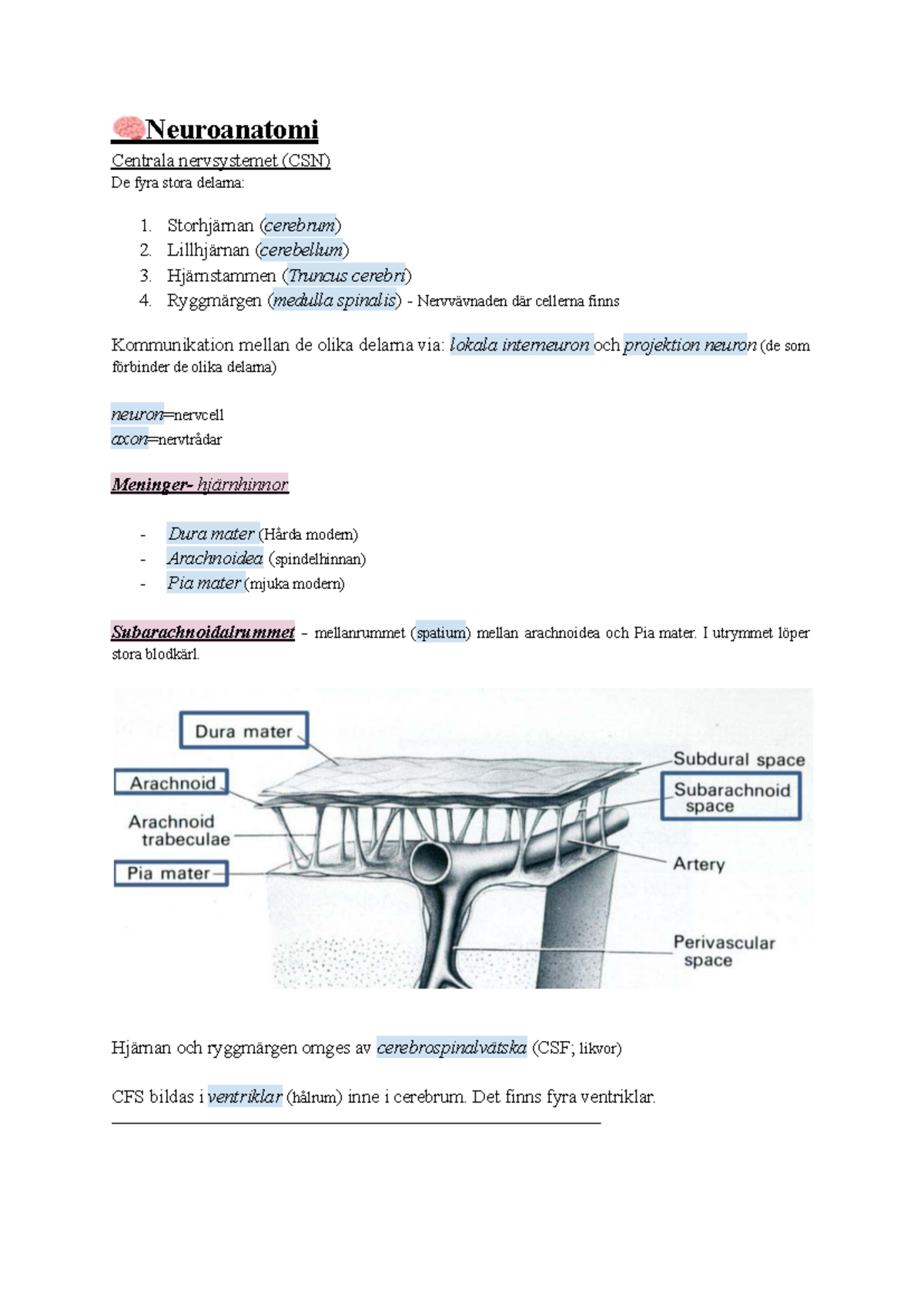 Neuroanatomi Centrala Nervsystemet (CSN): En Översikt av Hjärnans ...
