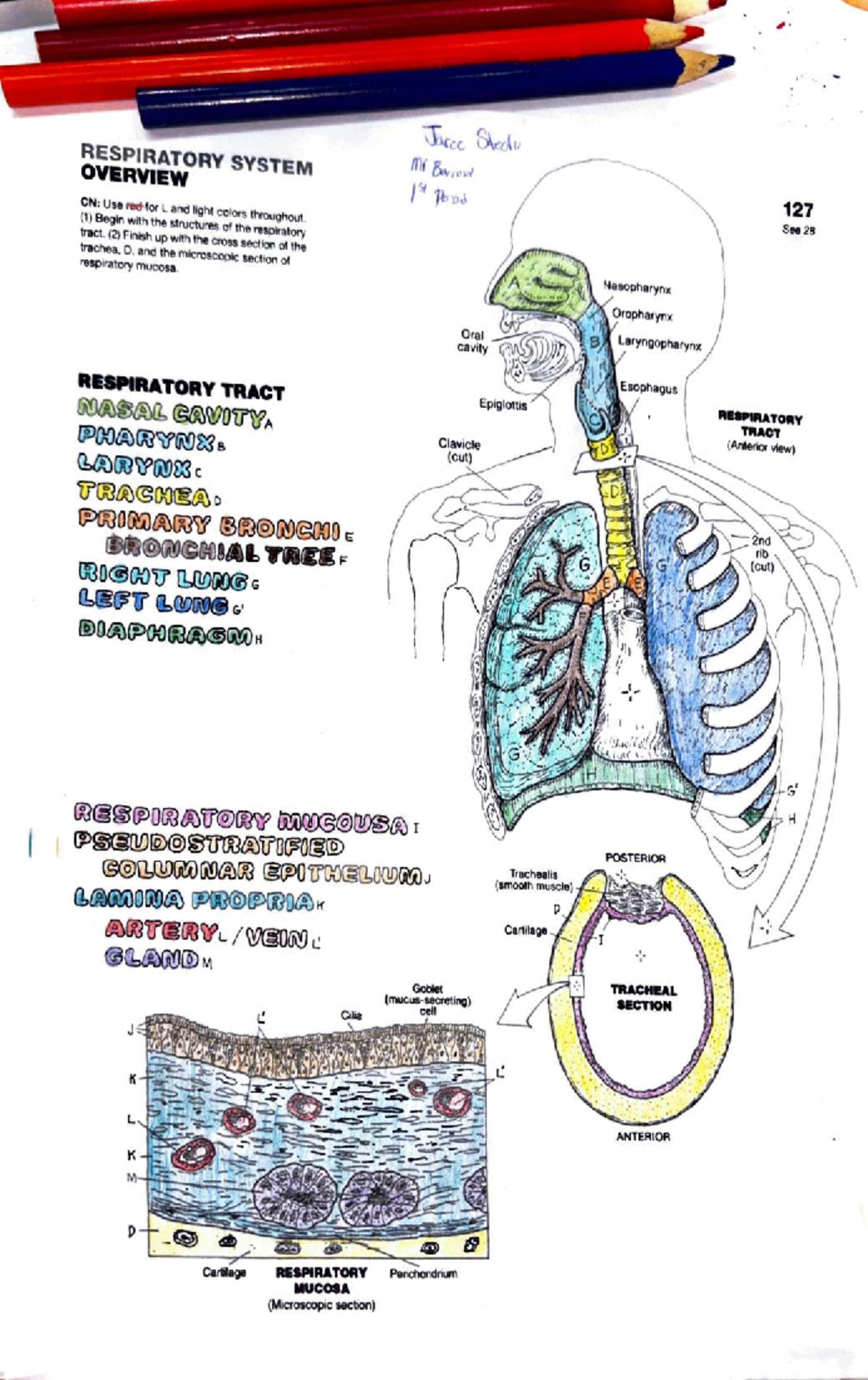 Respiratory System Overview: Color Packet for CN Course - Studocu