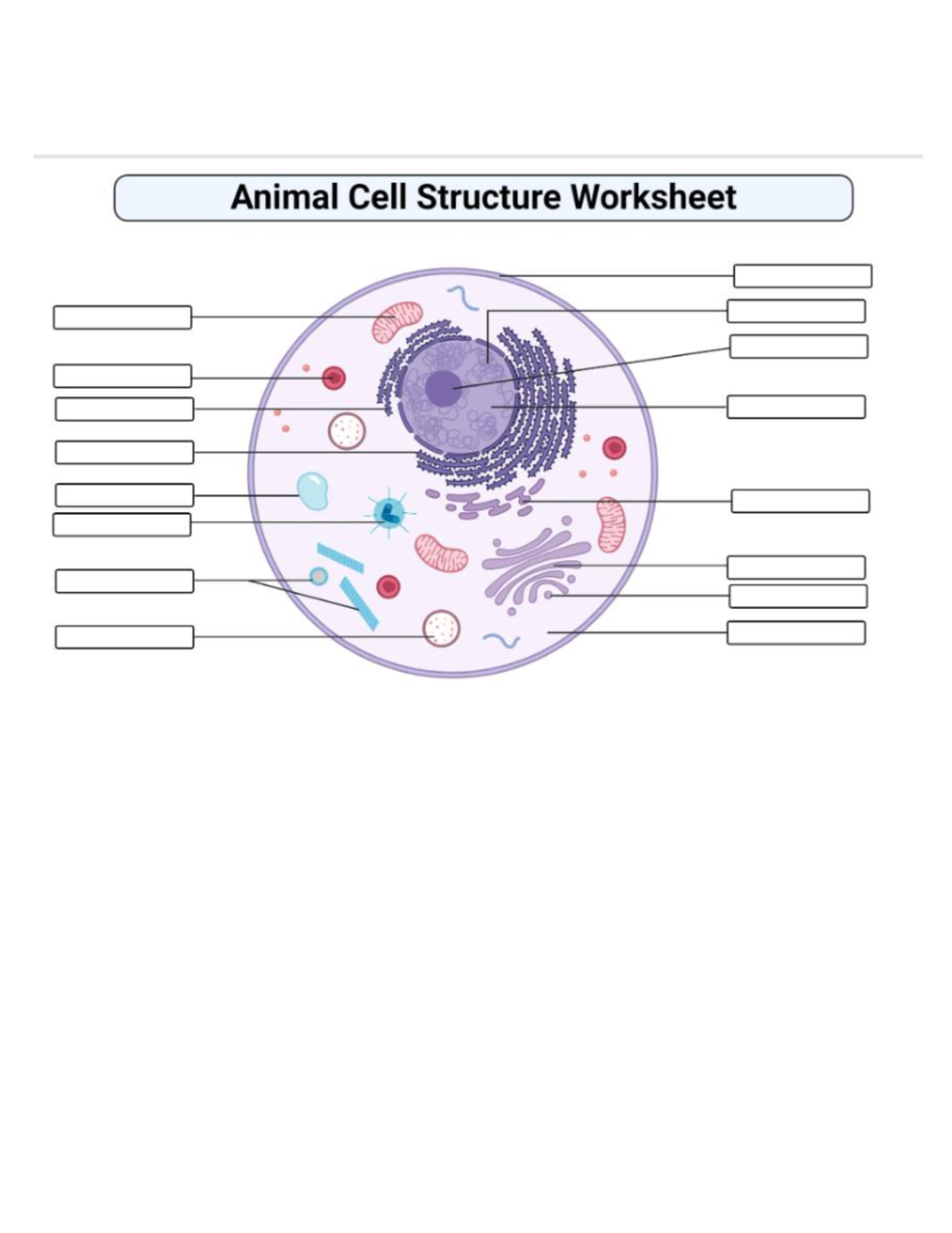Animal cell - homework - Biology - Animal Cell Structure Worksheet ...
