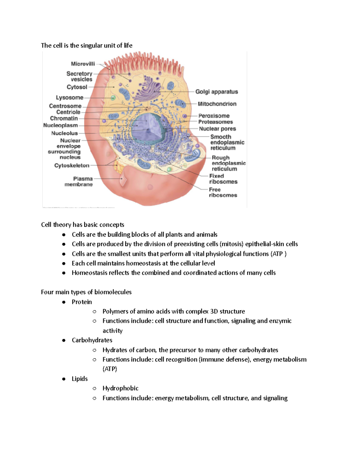 Bio 2A03- Cellular Physiology Notes - The cell is the singular unit of ...