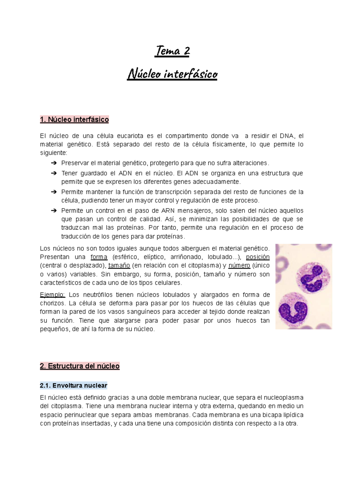Apuntes Tema 2 Biocel I: Núcleo Interfásico y Estructura Nuclear - Studocu