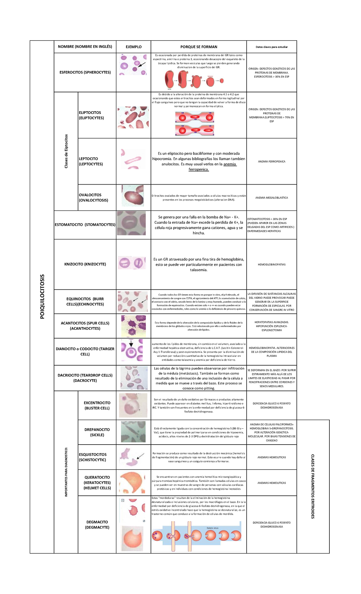 Tabla Poiquilocitosis E Inclusiones 2025 - EJEMPLO PORQUE SE FORMAN ...