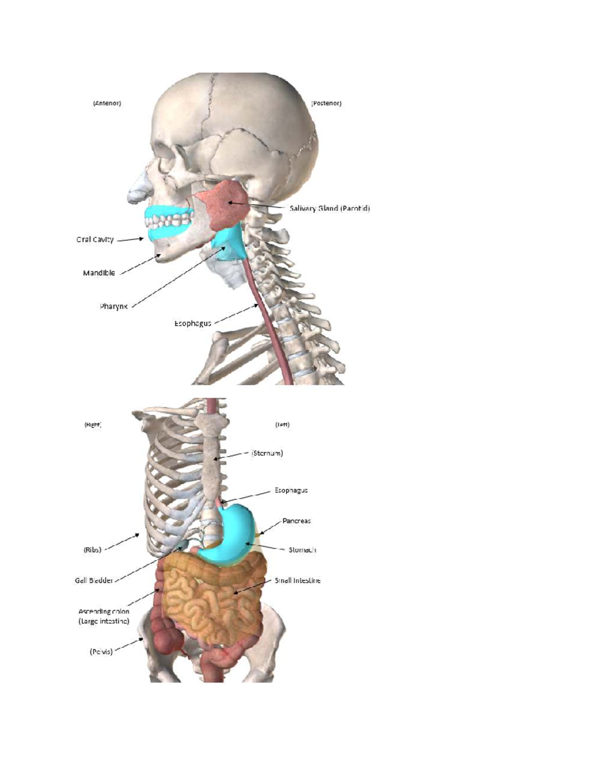 Module 3: Comprehensive Overview of the Digestive System - Studocu