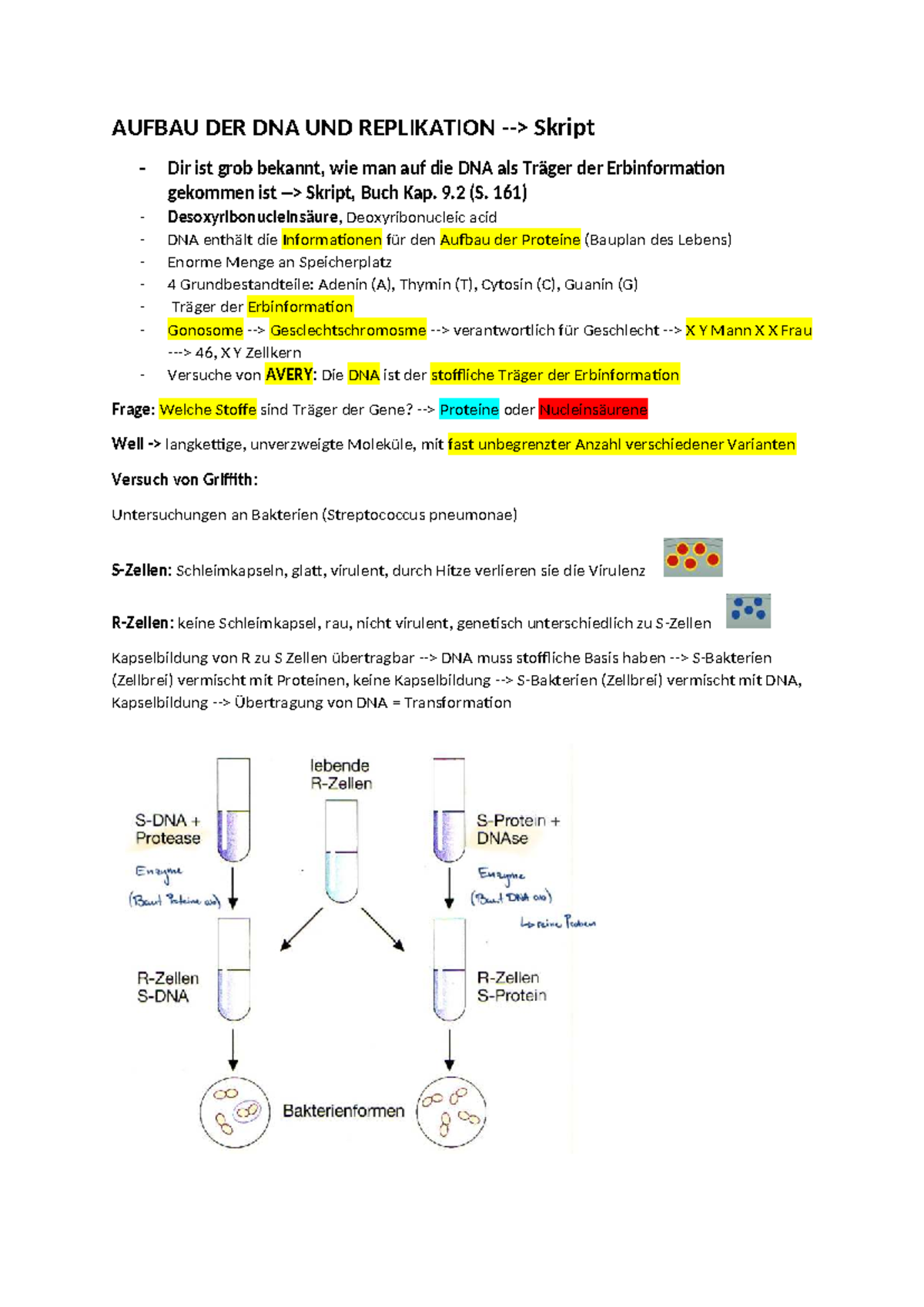 AUFBAU DER DNA UND REPLIKATION - Bio Test Zusammenfassung (Kap. 9 ...