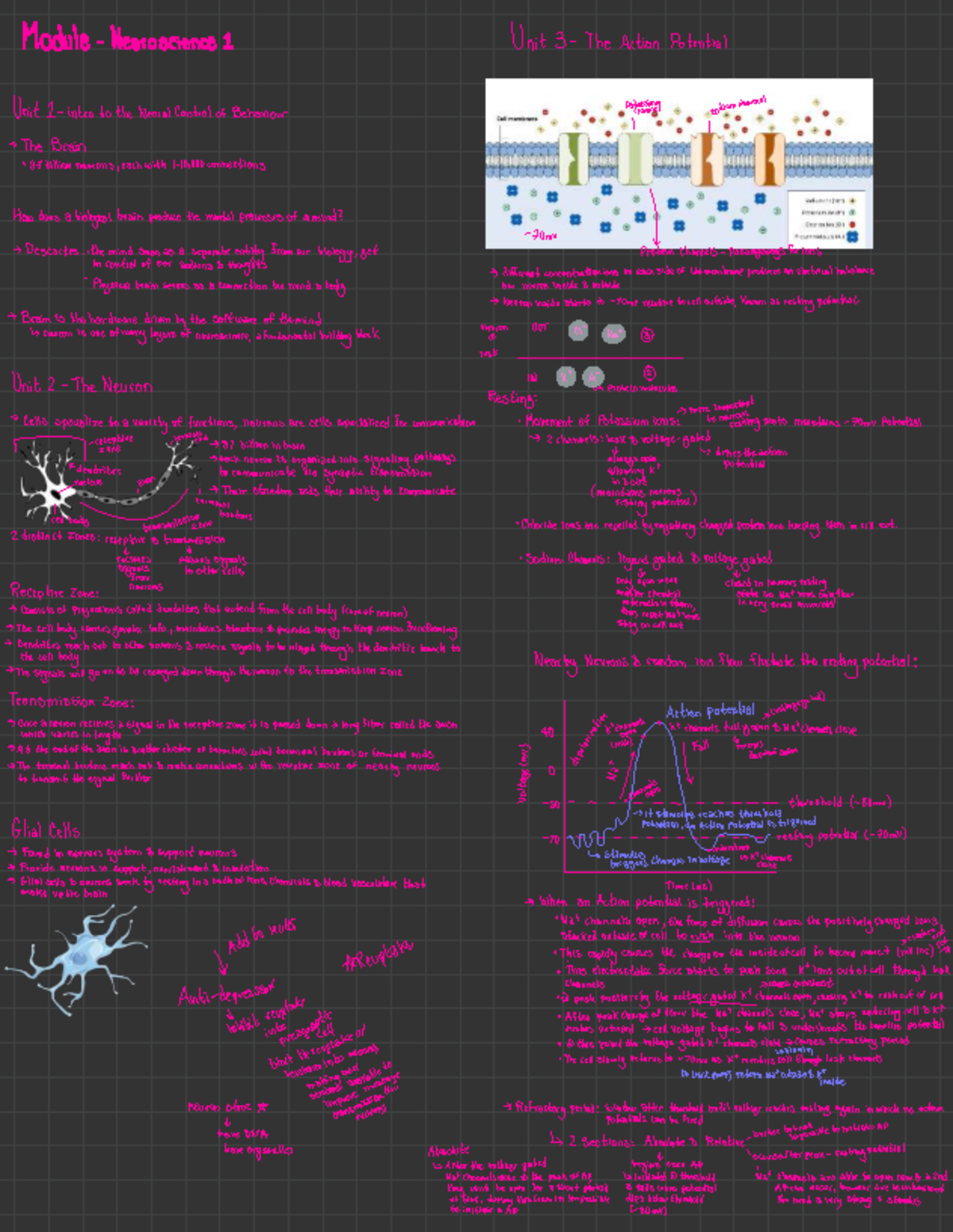 Psych 1XX3 - Neuroscience 1: Action Potential and Neural Behavior Notes ...