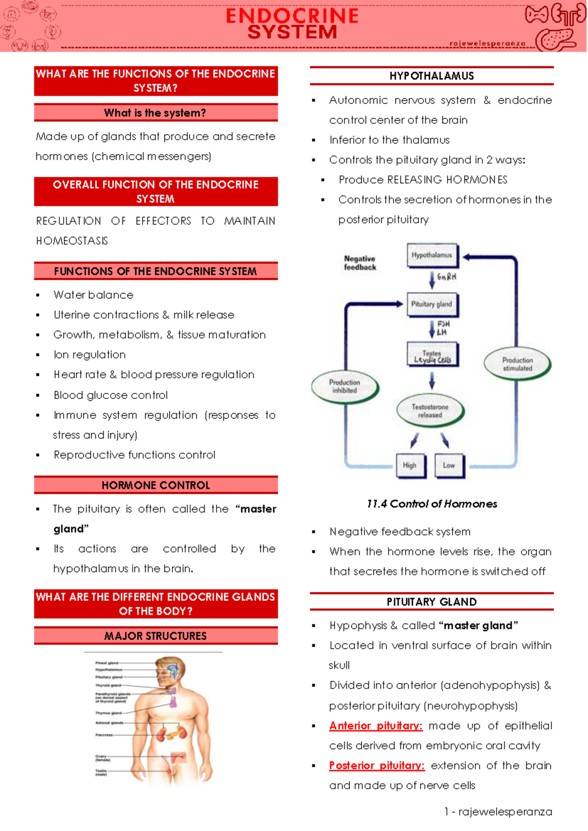 MS2 Endocrine System: Functions and Disorders Overview - Studocu