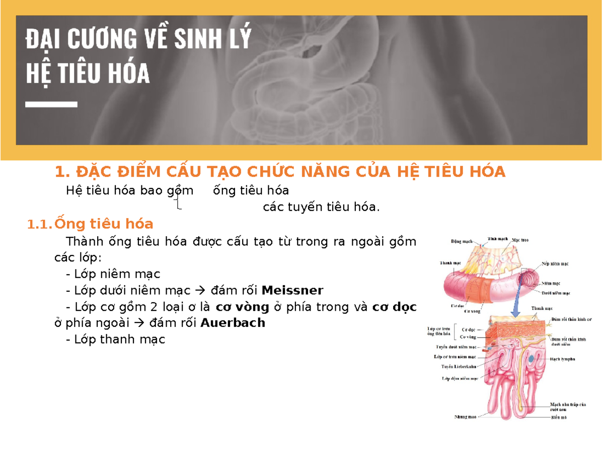 Cấu Trúc và Chức Năng của Hệ Tiêu Hóa - Học Phần Sinh Lý - Studocu