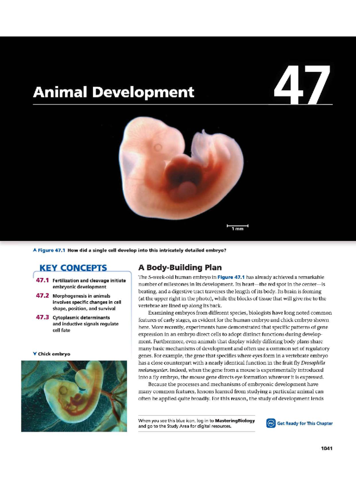 Chapter 47: Animal Development - Fertilization, Cleavage, and Morphogenesis - Studeersnel