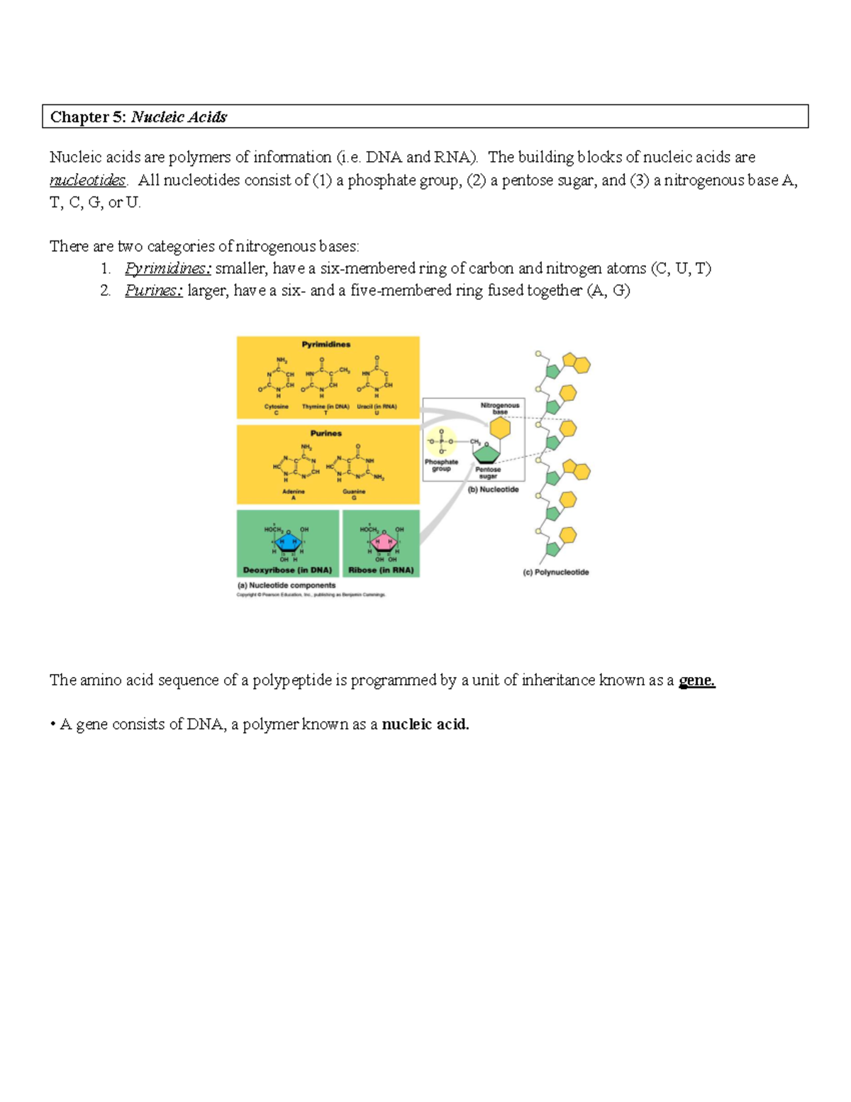 Chapter 5: Nucleic Acids Overview (Biology 101) - Studocu