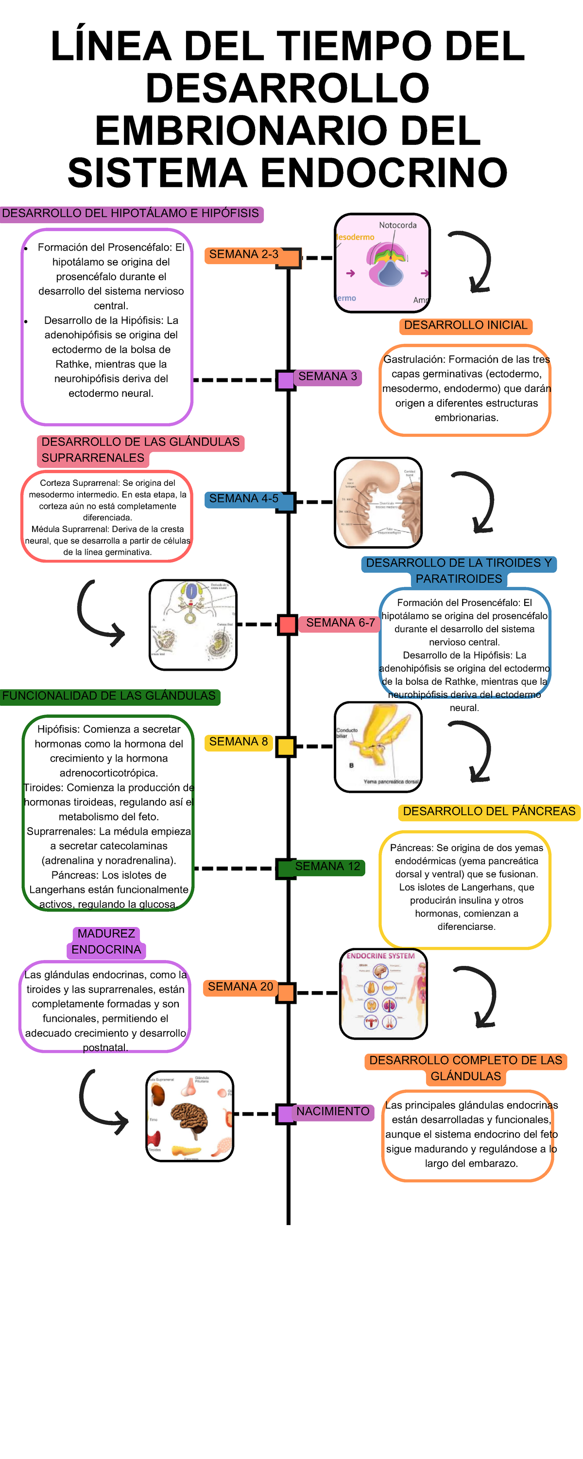 Línea del Tiempo del Desarrollo Embrionario del Sistema Endocrino - Studocu