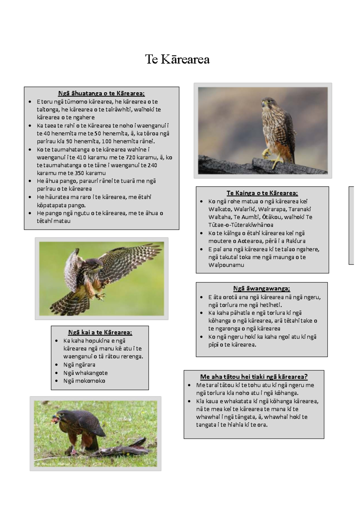 Mahi tuhituhi - poster on manu maori - Te Kārearea Te Kainga o te ...