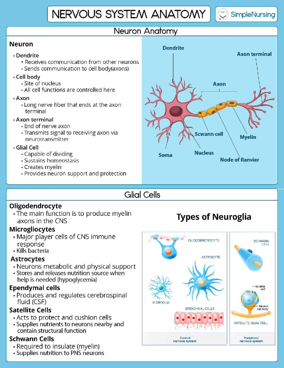 NUR 101 Nervous System Anatomy Notes: Neurons & Glial Cells - Studocu