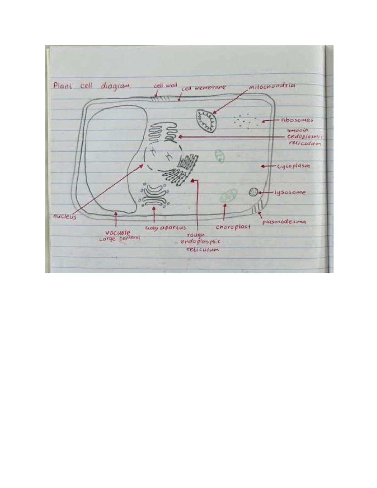 Biology Notes: Cell Structure & Functions (BIO101) - Studocu