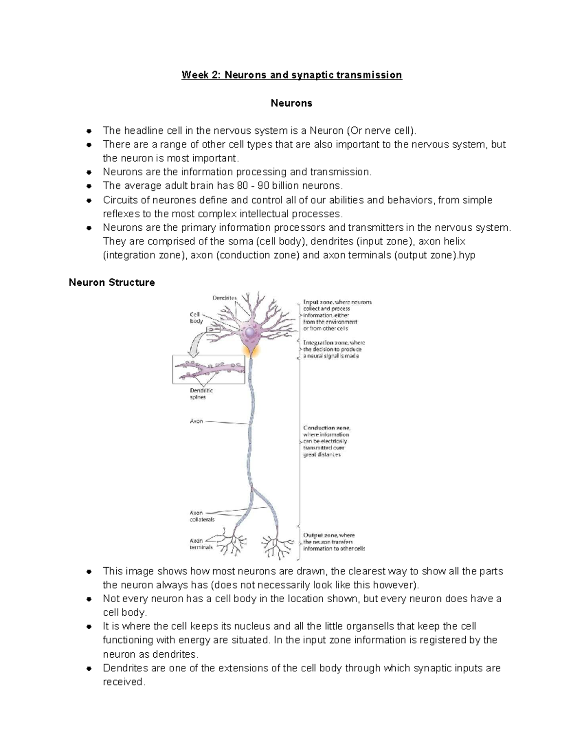 Week 2: Neurons & Synaptic Transmission Overview and Key Concepts - Studocu