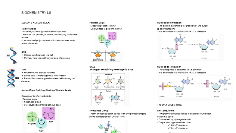 BIOCHEMISTRY L8 FINAL EXAM NOTES ON NUCLEIC ACIDS - Studocu